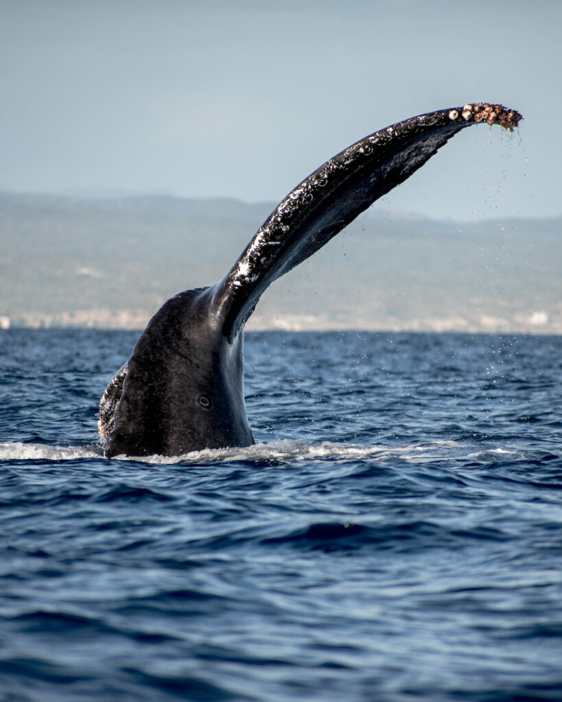 Best Things to Do in Cabo San Lucas: Beaches & Tips