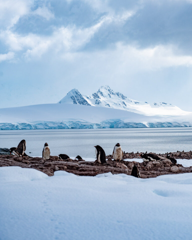 Unforgettable Journeys: Antarctica Cruise Review