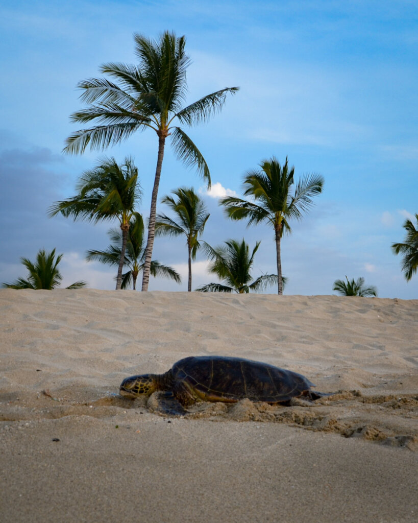 Explore the Wonders of the Big Island, Hawaii