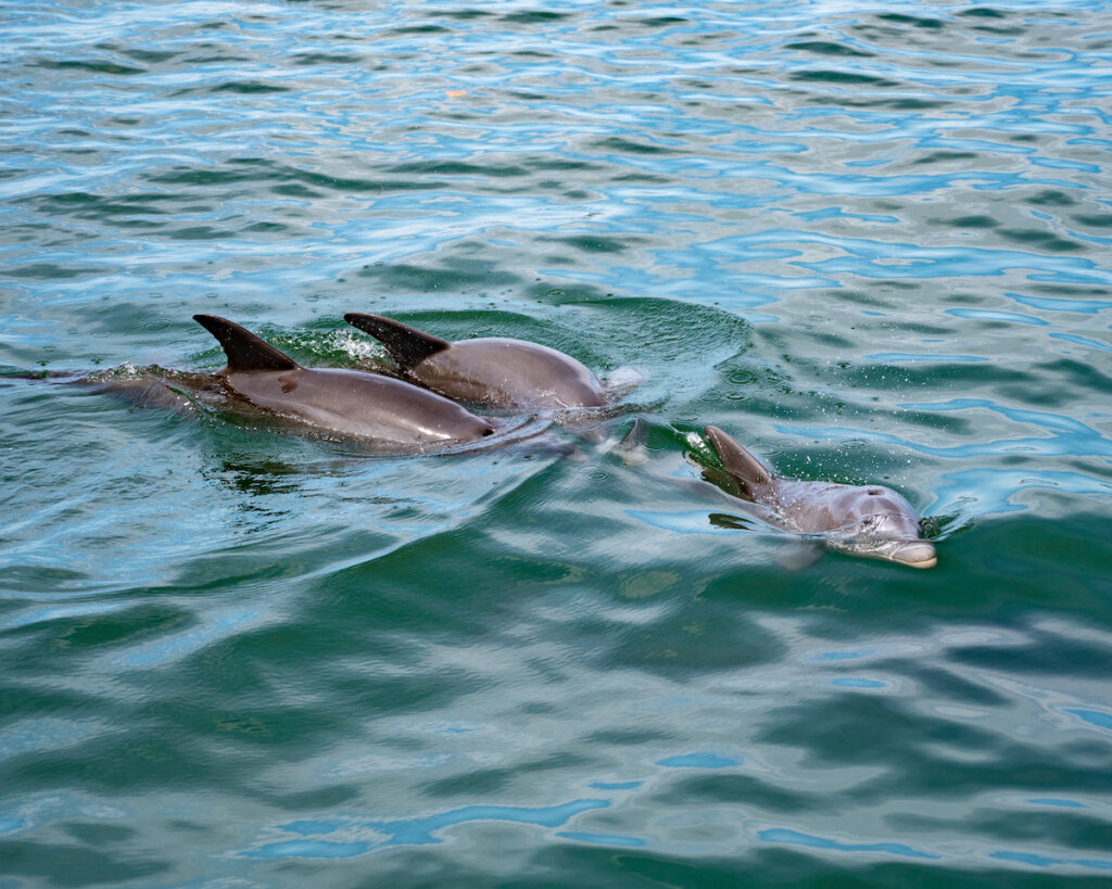 Why you have to visit Anna Maria Island in Florida - The best things to ...