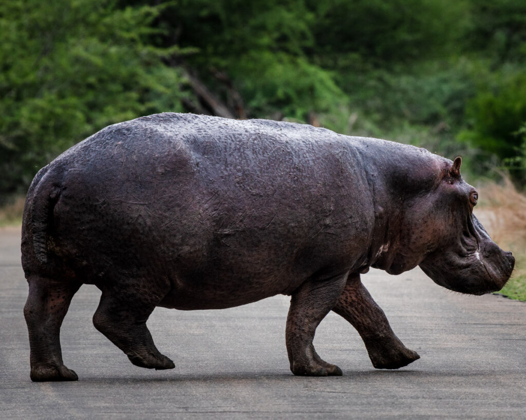 Kruger Shalati Train on the Bridge Hotel Review