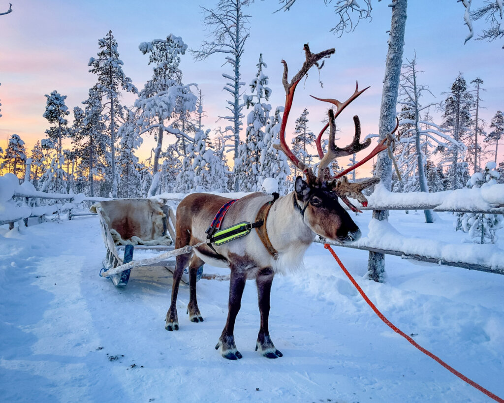 Explore the Magic of Finnish Lapland | Ultimate Travel Guide