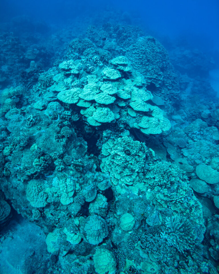 Cook Islands Guide: Aitutaki & Rarotonga Travel - Voyagefox